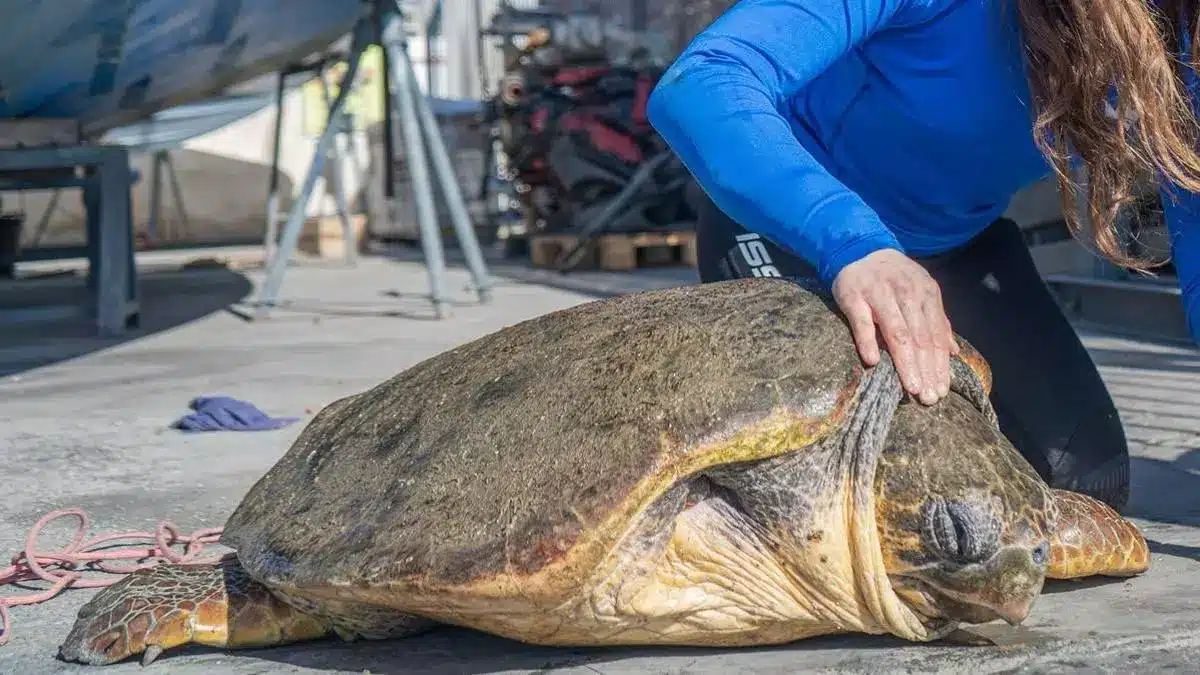 Rescatan a una tortuga atrapada en el puerto de Torrevieja y la ...